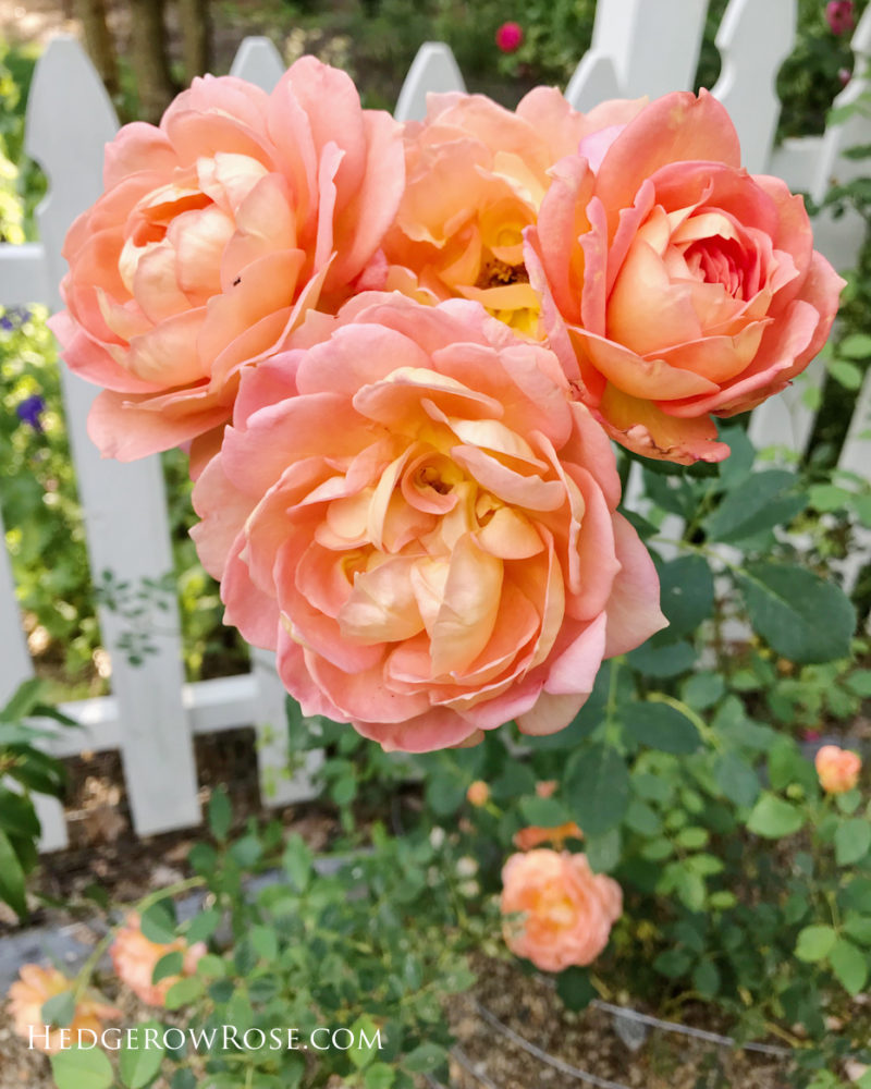 ‘Reine des Violettes’ Hybrid Perpetual Rose – Hedgerow Rose®