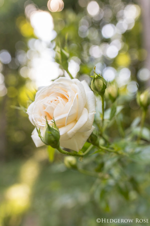 Growing Rosa ‘Princesse Charlène de Monaco ®’ – Hedgerow Rose®