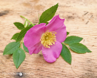 Growing ‘Rose de Rescht’ Portland Damask Rose – Hedgerow Rose®
