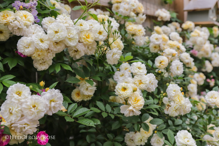 Growing ‘Rose de Rescht’ Portland Damask Rose – Hedgerow Rose®