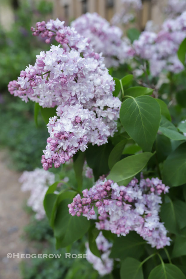 The Lilac Walk at Penn State University – Hedgerow Rose®