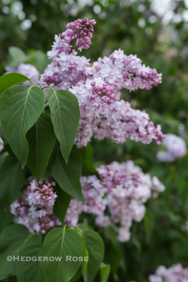 The Lilac Walk at Penn State University – Hedgerow Rose®