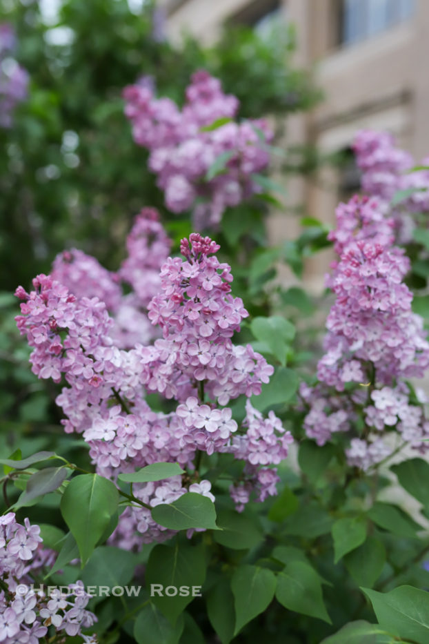 The Lilac Walk at Penn State University – Hedgerow Rose®