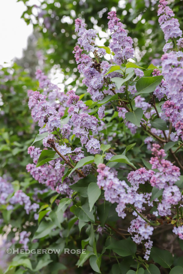 The Lilac Walk at Penn State University – Hedgerow Rose®