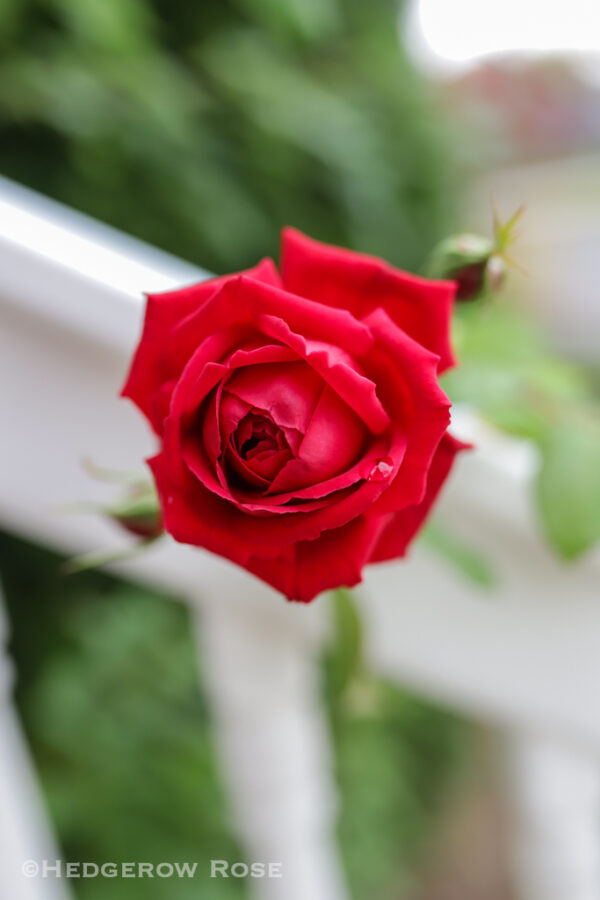 Growing ‘Rhode Island Red’ or “Field of the Wood” Climbing Rose ...