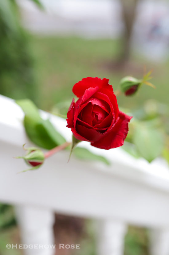 Growing ‘Rhode Island Red’ or “Field of the Wood” Climbing Rose ...