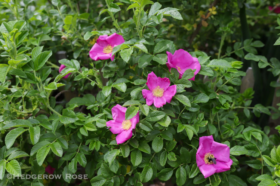 Our Former Garden: The Rugosa Rose Collection – Hedgerow Rose®