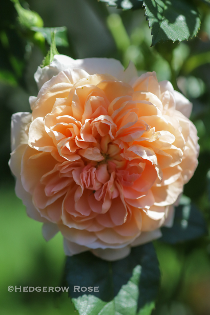 Growing ‘Colette’ Climbing Rose – Hedgerow Rose®