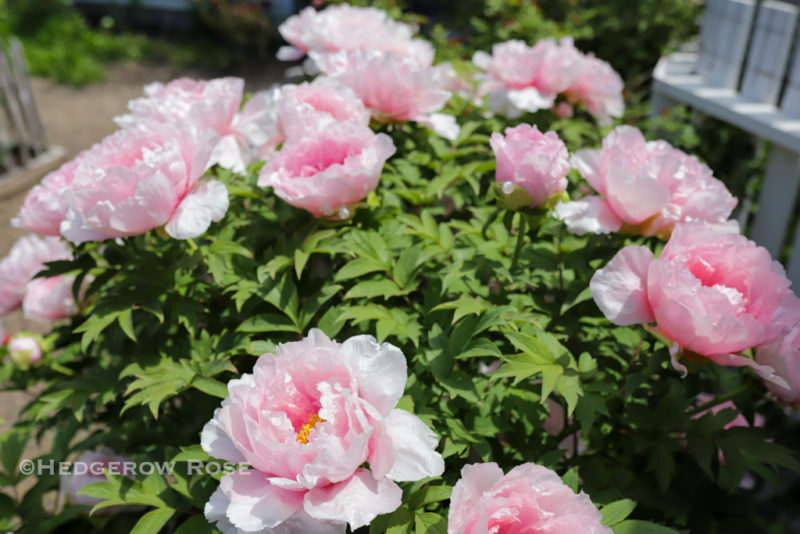 Paeonia suffruticosa ‘Hanakisoi’ – Hedgerow Rose®