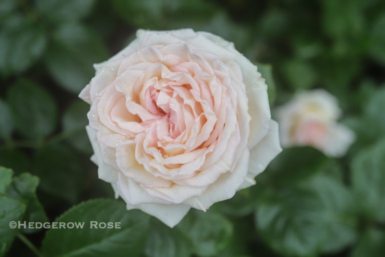Growing Madame Anisette® Grandiflora Rose – Hedgerow Rose®