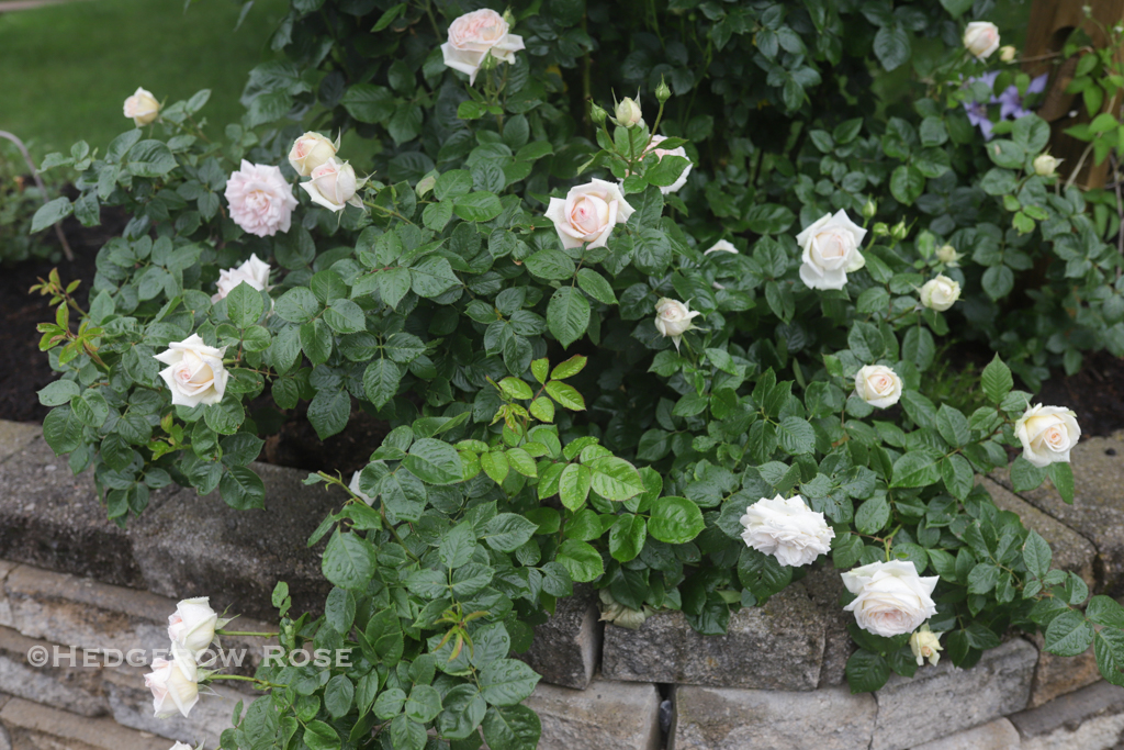 Growing Madame Anisette® Grandiflora Rose – Hedgerow Rose®