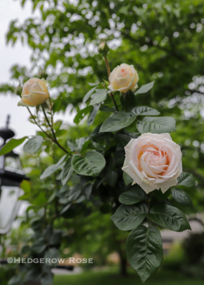 Growing Madame Anisette® Grandiflora Rose – Hedgerow Rose®