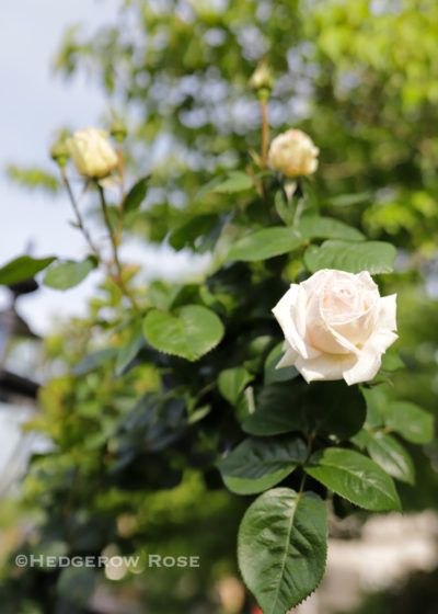 Growing Madame Anisette® Grandiflora Rose – Hedgerow Rose®
