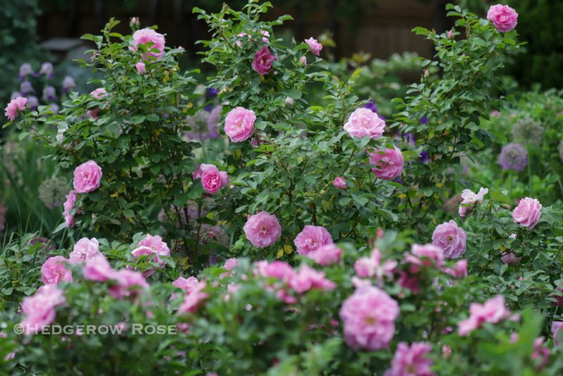 Growing Sarah Van Fleet Hybrid Rugosa Rose – Hedgerow Rose®