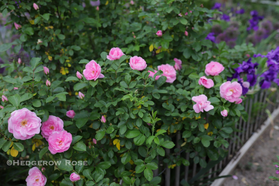 Growing Sarah Van Fleet Hybrid Rugosa Rose – Hedgerow Rose®
