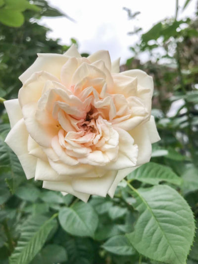 Growing Madame Anisette® Grandiflora Rose – Hedgerow Rose®