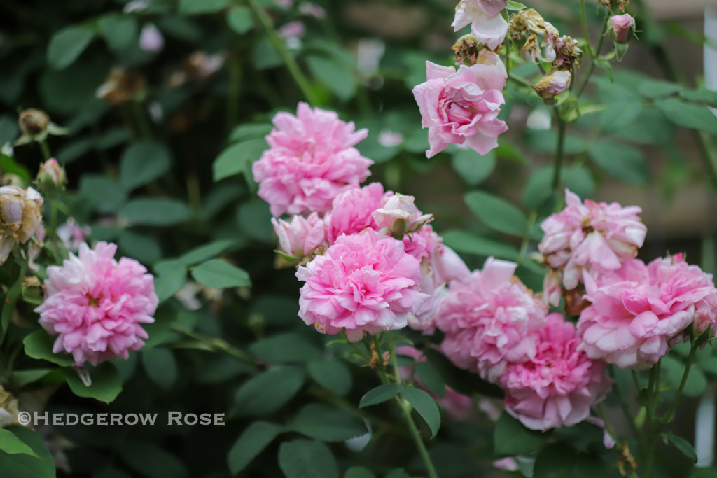 A Tapestry of Plants: Roses and Vines to Conceal a Privacy Fence ...