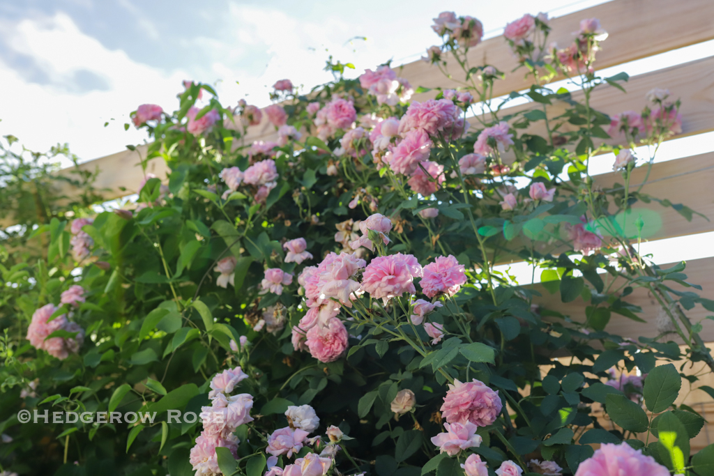 A Tapestry of Plants: Roses and Vines to Conceal a Privacy Fence ...