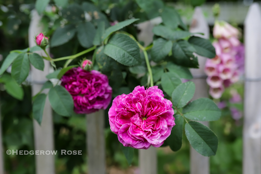 Our Former Garden: A Collection of Gallica Roses – Hedgerow Rose®