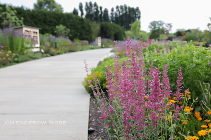 The (New) Pollinator & Bird Garden at Penn State – Hedgerow Rose®