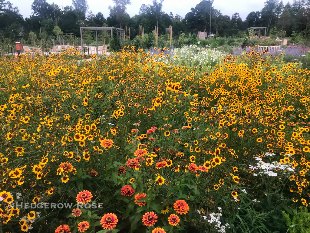 The (New) Pollinator & Bird Garden at Penn State – Hedgerow Rose®