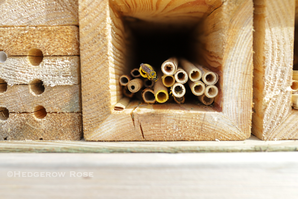 The (New) Pollinator & Bird Garden at Penn State – Hedgerow Rose®