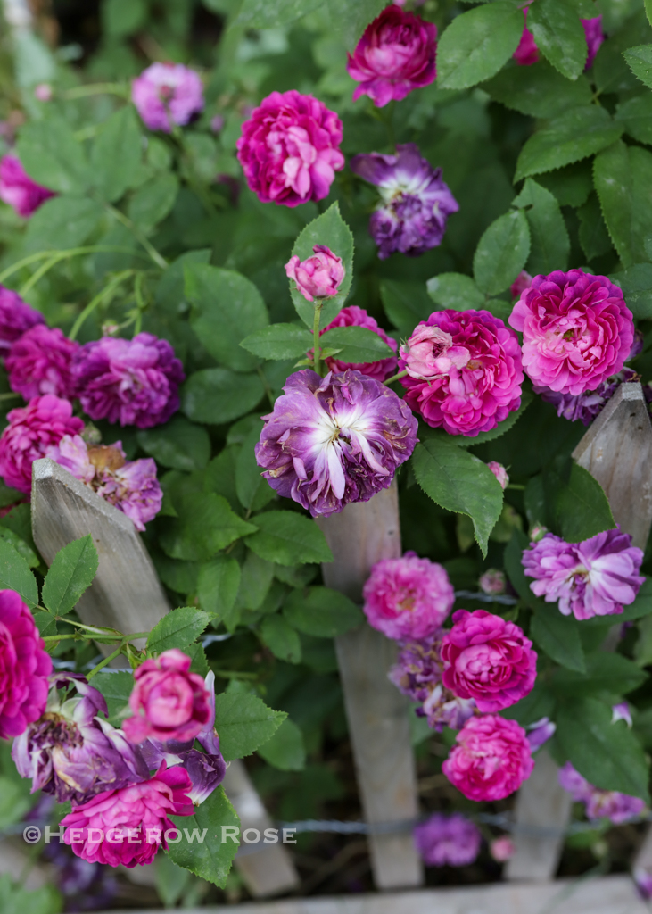 Our Former Garden: A Collection of Gallica Roses – Hedgerow Rose®