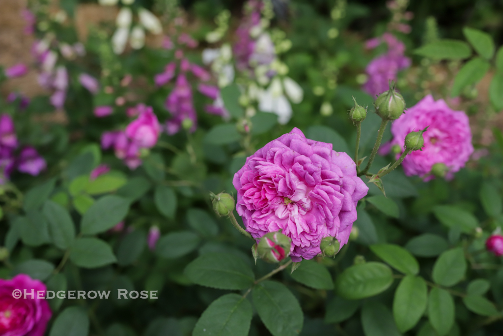 Our Former Garden: A Collection of Gallica Roses – Hedgerow Rose®