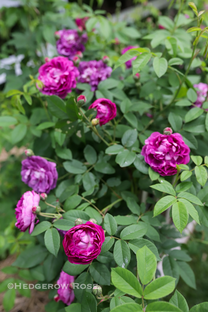 Our Former Garden: A Collection of Gallica Roses – Hedgerow Rose®