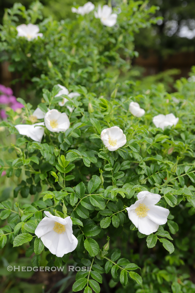 Our Former Garden: The Rugosa Rose Collection – Hedgerow Rose®