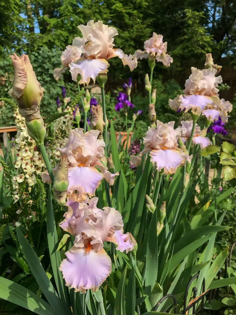 Having a Garden (When You Also Have Rabbits) – Hedgerow Rose®