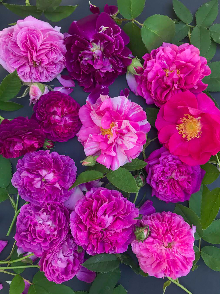 Our Former Garden: A Collection of Gallica Roses – Hedgerow Rose®