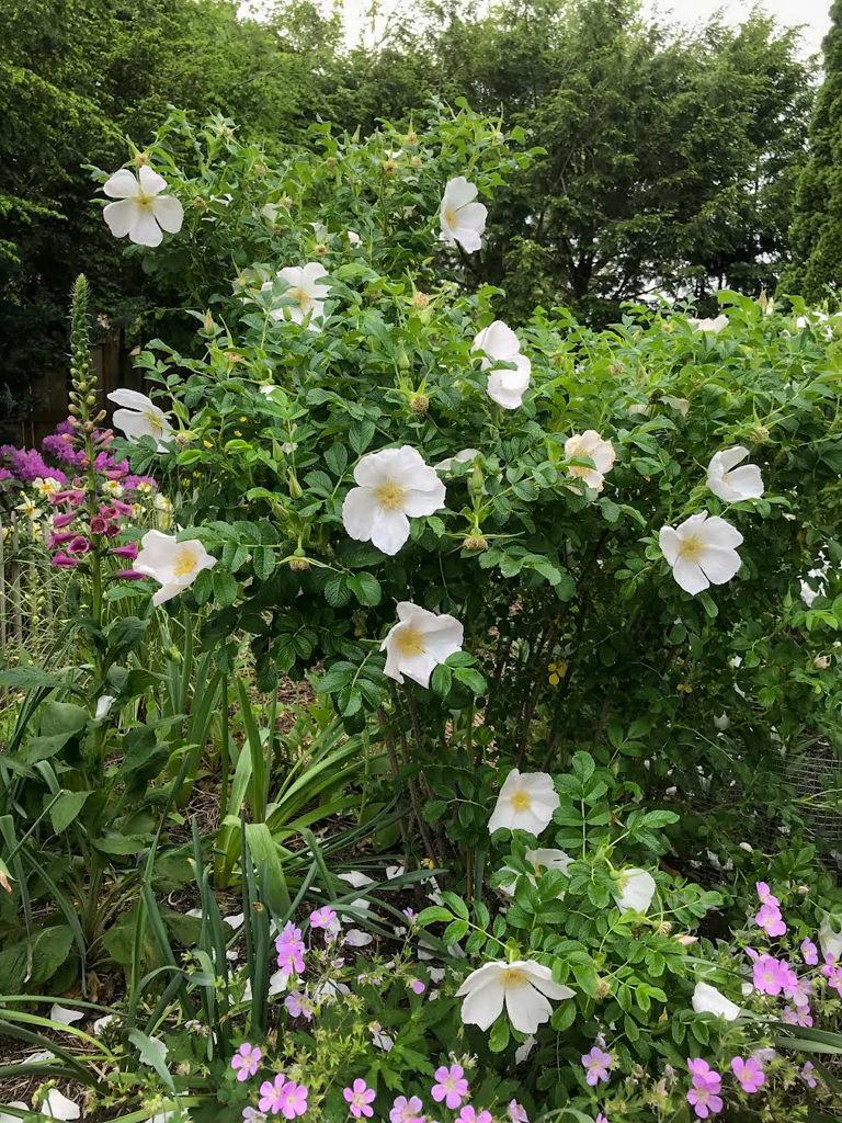 Our Former Garden: The Rugosa Rose Collection – Hedgerow Rose®