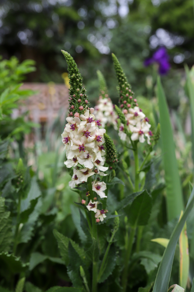 Growing Verbascum ‘Southern Charm’ – Hedgerow Rose®
