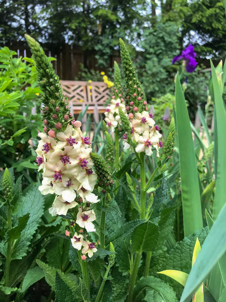 Growing Verbascum ‘Southern Charm’ – Hedgerow Rose®