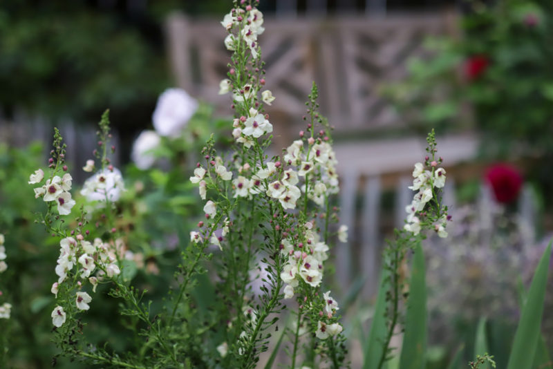 Growing Verbascum ‘Southern Charm’ – Hedgerow Rose®