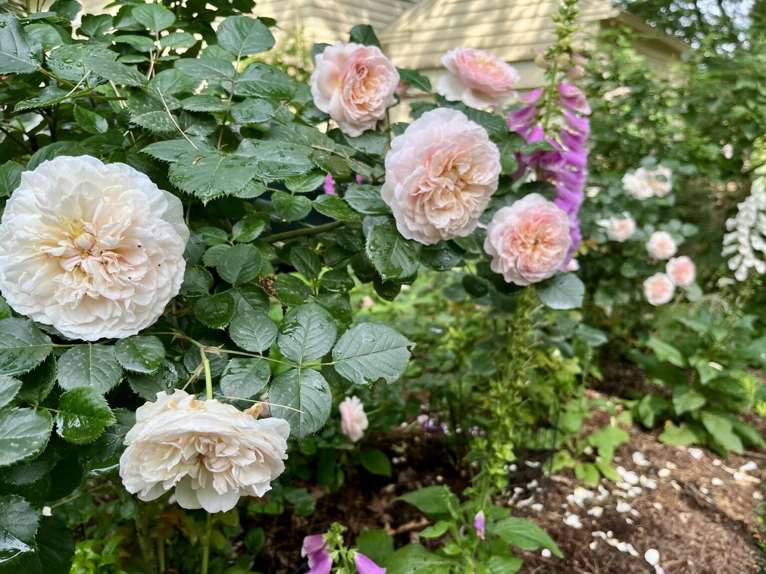 Is this my new favorite David Austin rose? – Hedgerow Rose®